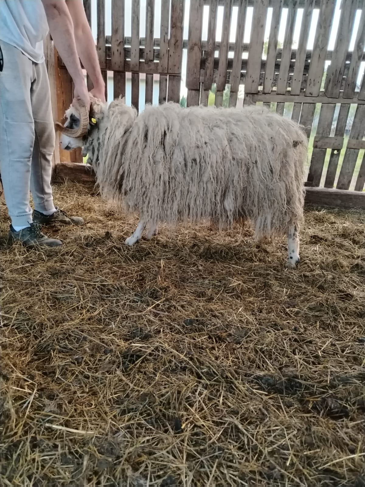 prodajem ovna ličke pramenke