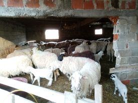 Prodajem stado ovaca 70 kom