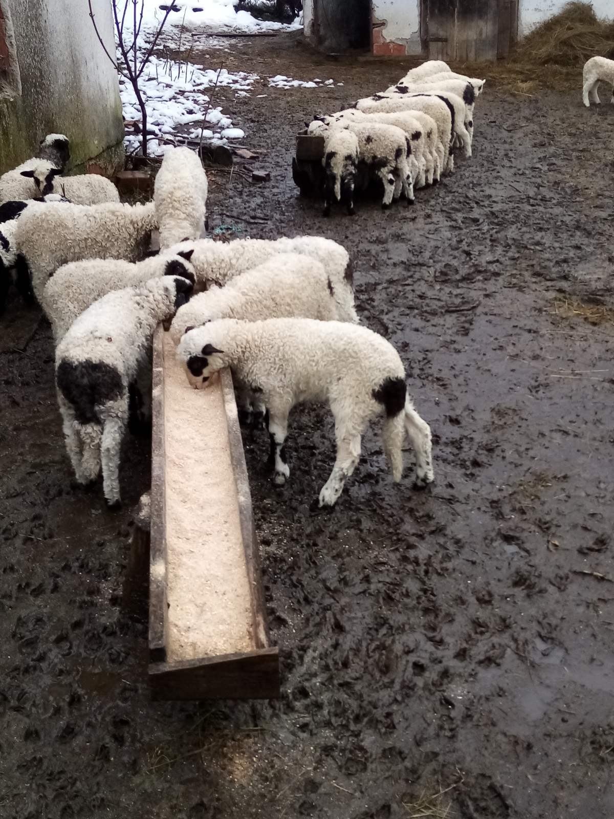 Prodajem stado ovaca sa janjcima