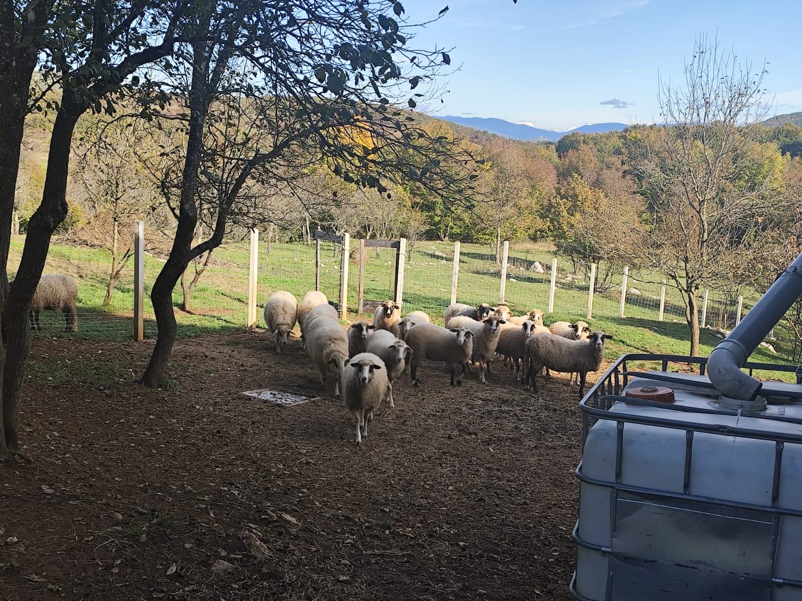 Prodajem stado ovaca – selo Ponori, Park prirode Velebit