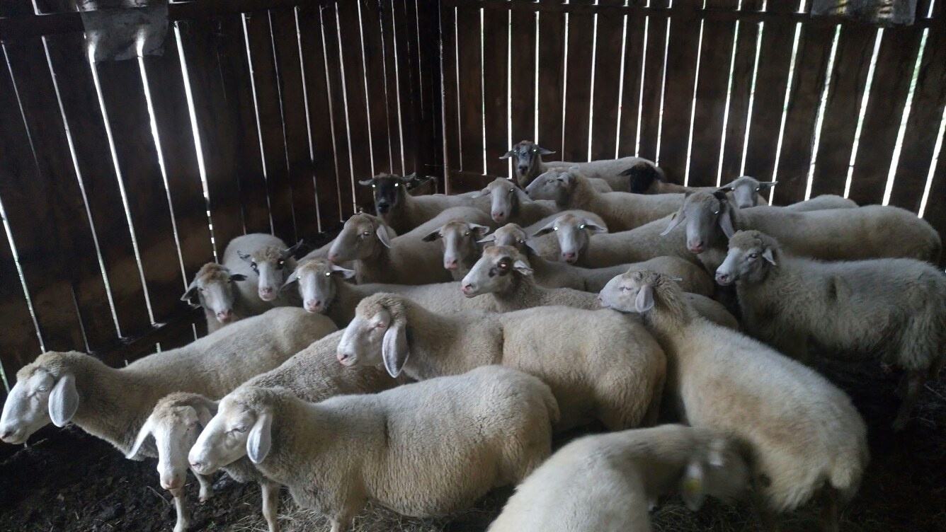 Prodajem stado ovaca