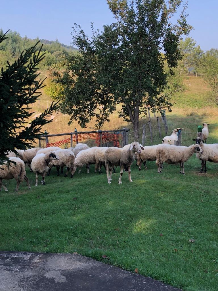 Prodajem stado ovaca