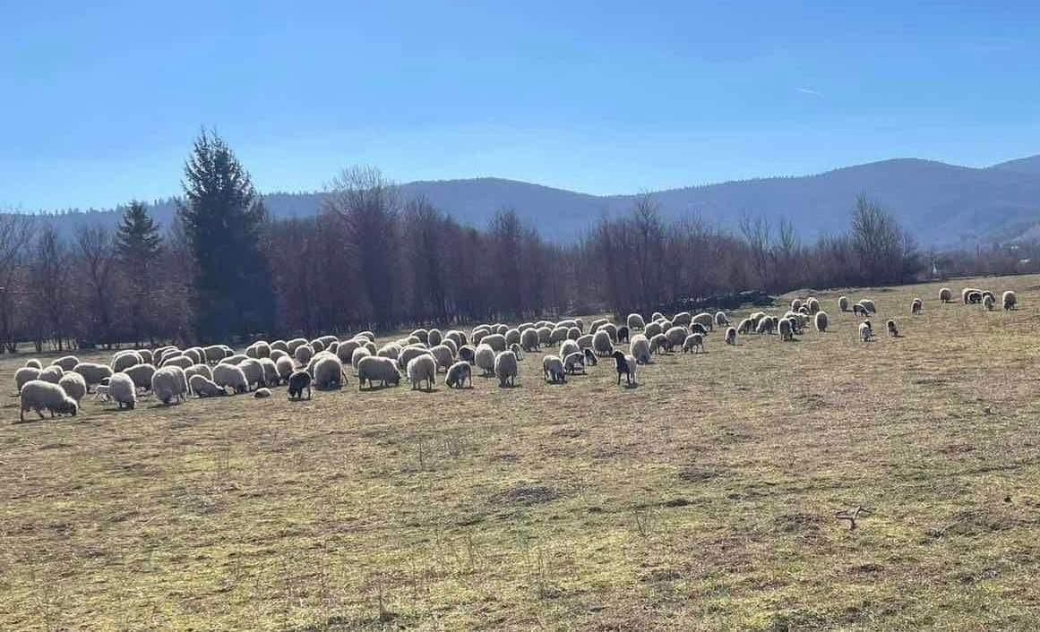 PRODAJEM STADO OVACA