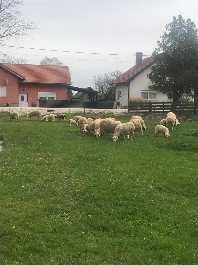 Prodajem stado ovaca