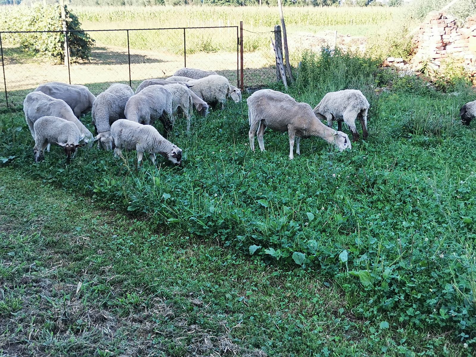 Prodajem stado ovaca