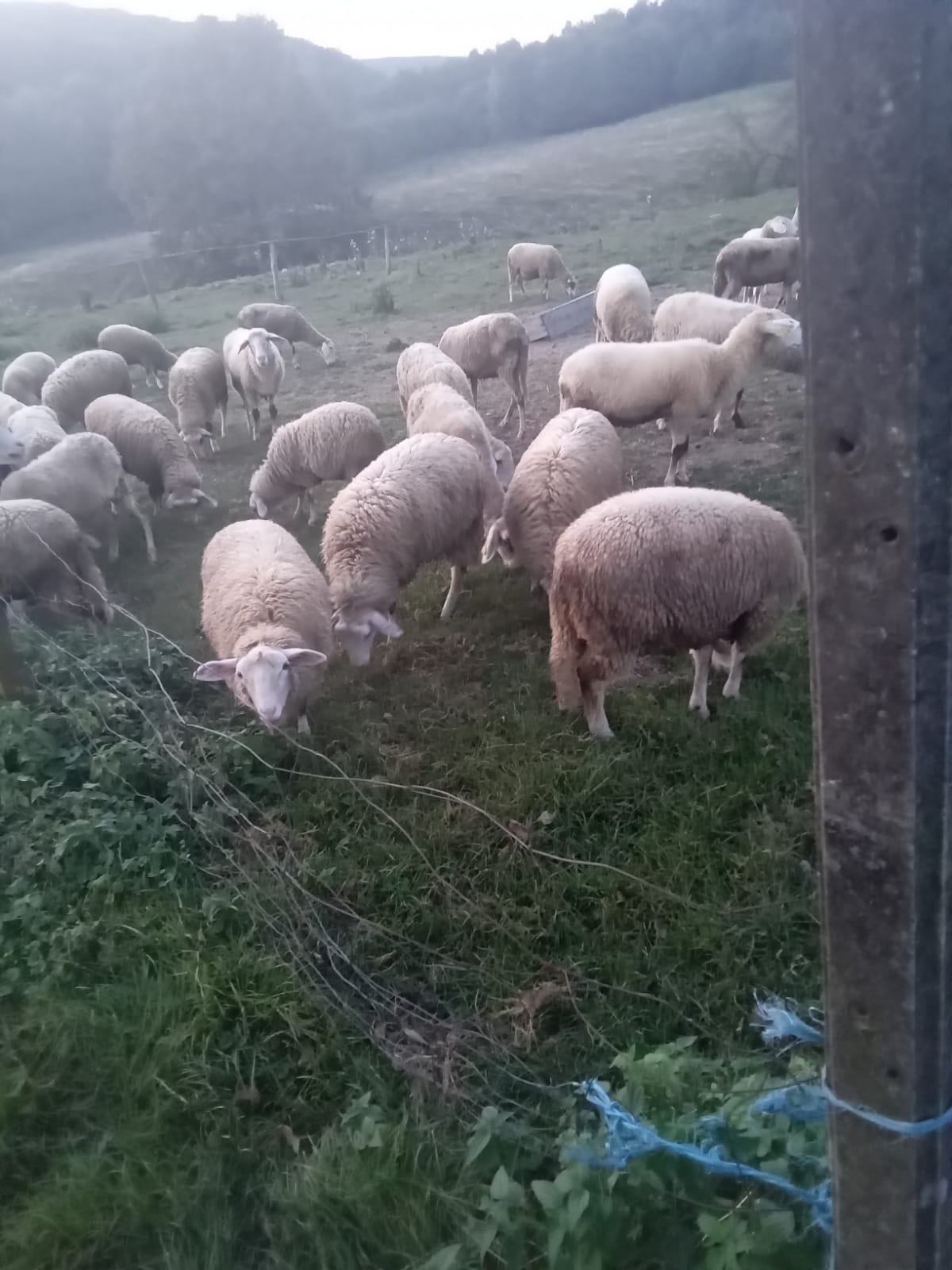 Prodajem stado ovaca