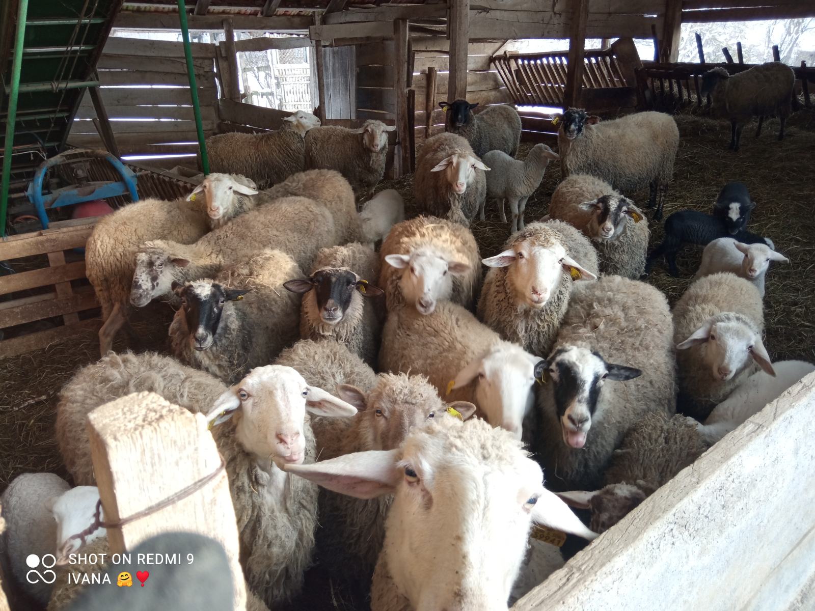 Prodajem stado ovaca