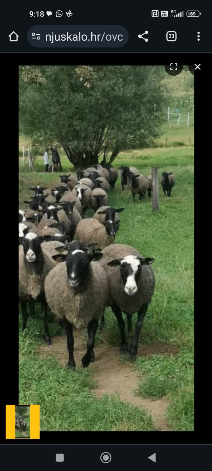 Prodajem stado ovaca