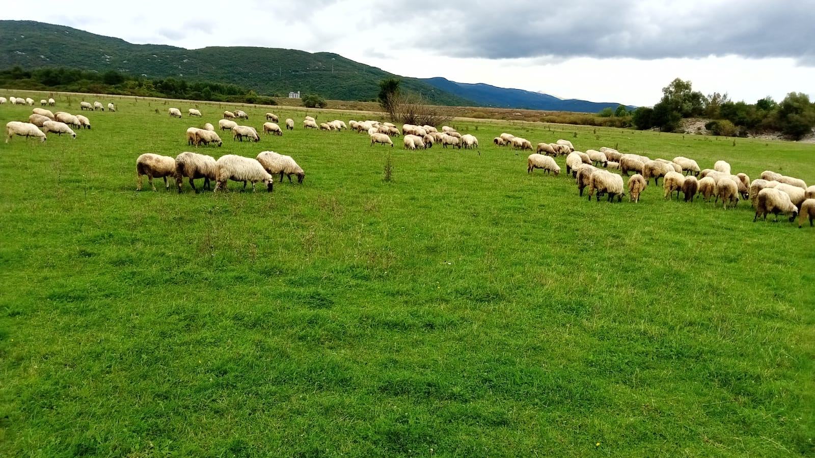 PRODAJEM STADO OVACA