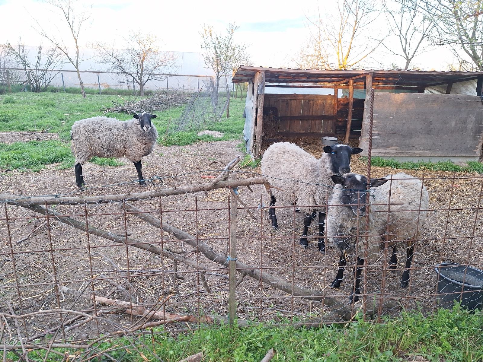 Romanovske ovce i ovan