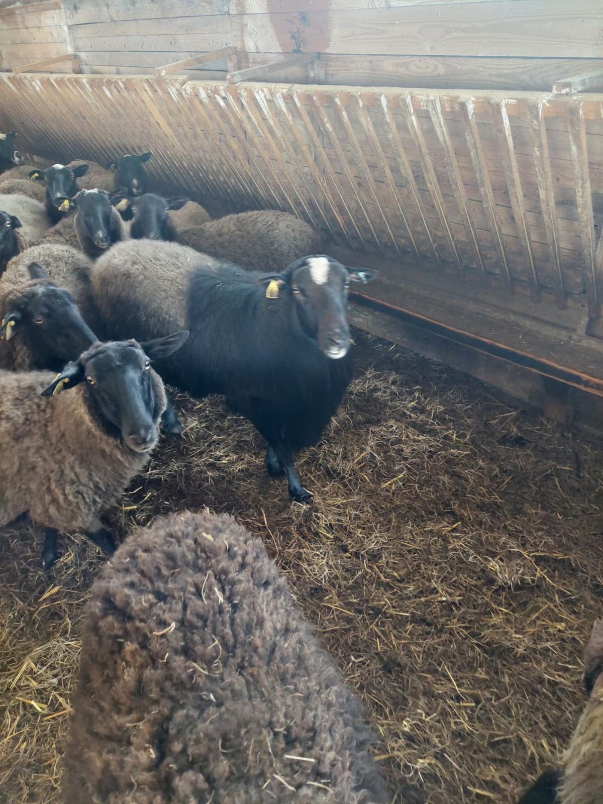 Romanovski ovan - rodovnik i performance test