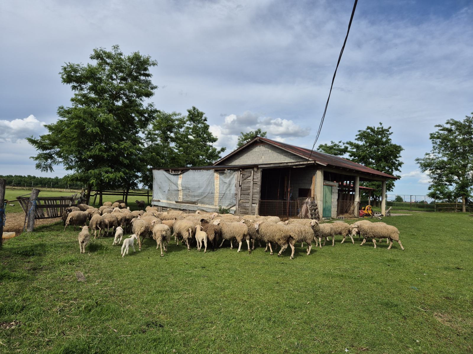 Stado od 70 ovaca i 2 ovna