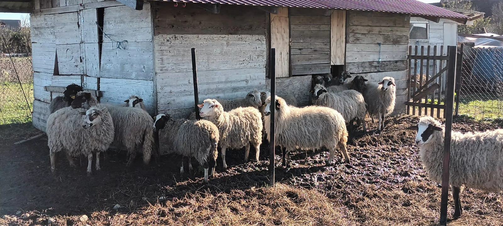 Stado ovaca i dva ovna