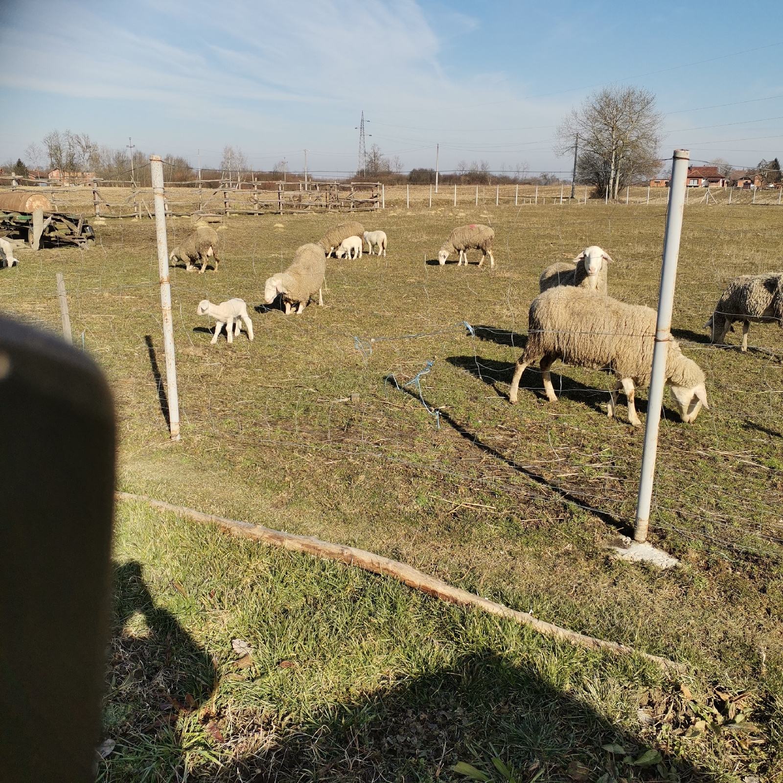 stado ovaca i janjce