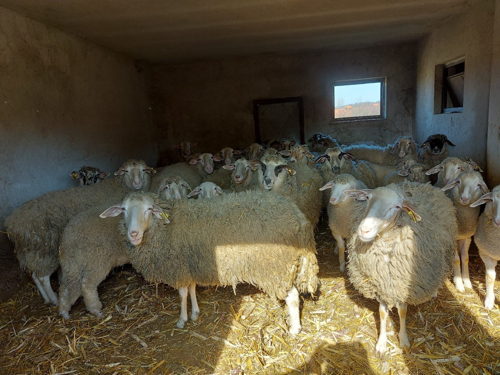 Stado ovaca sa janjcima