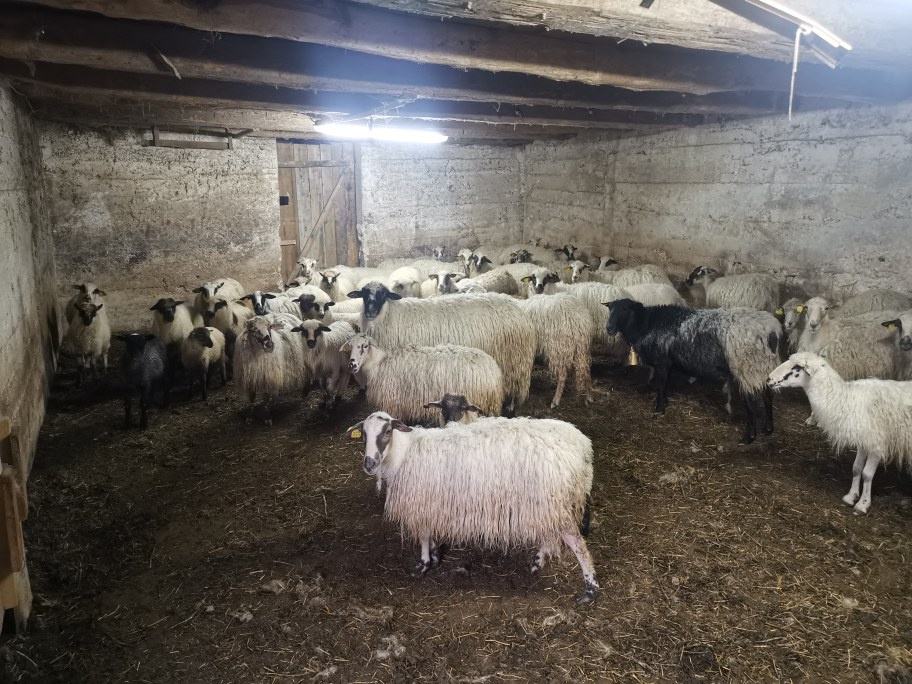 Stado ovaca lička pramenka