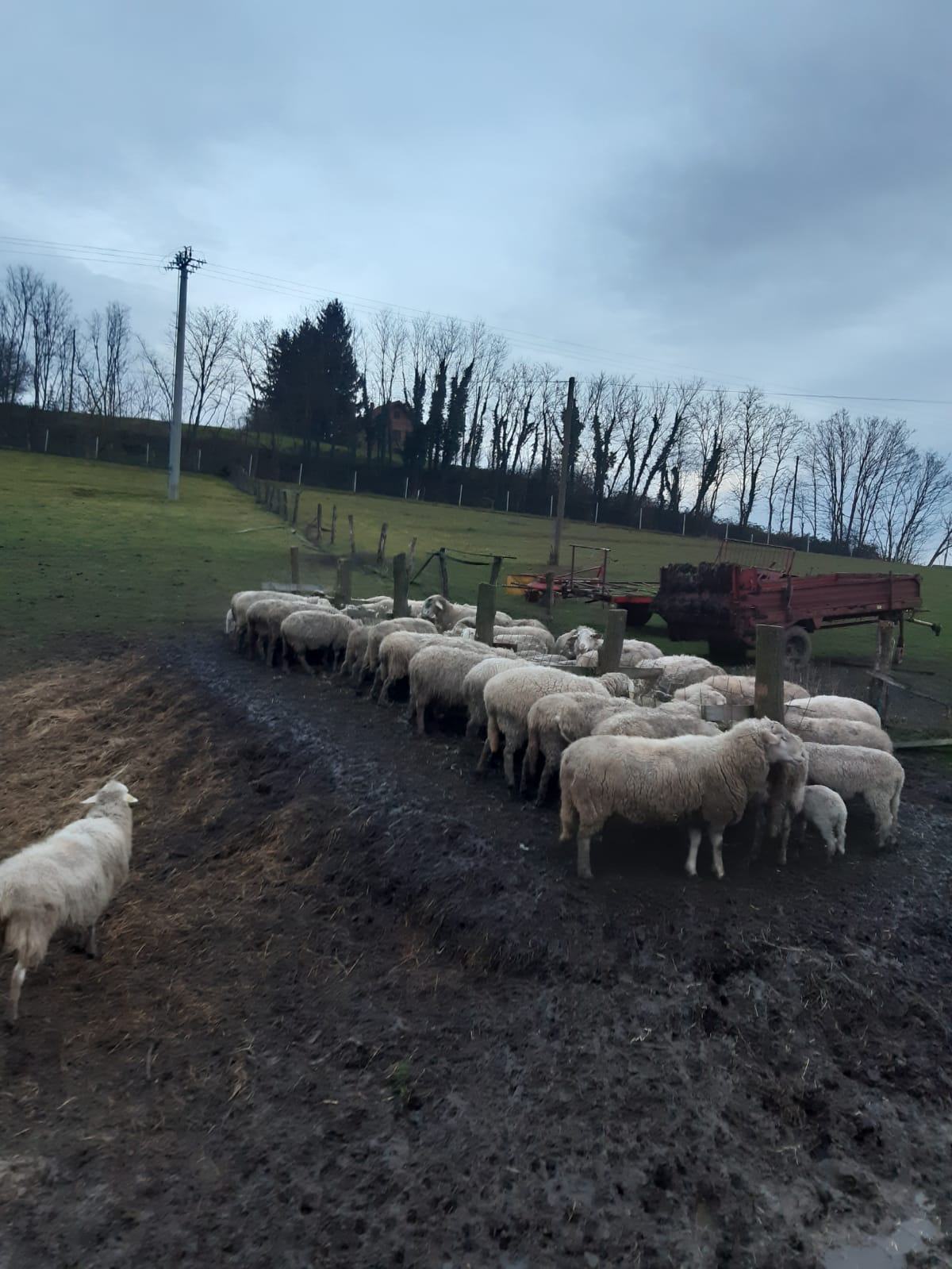 PRODAJEM STADO OVACA 46+1 OVAN + 34 JANJETA!!! PRILIKA