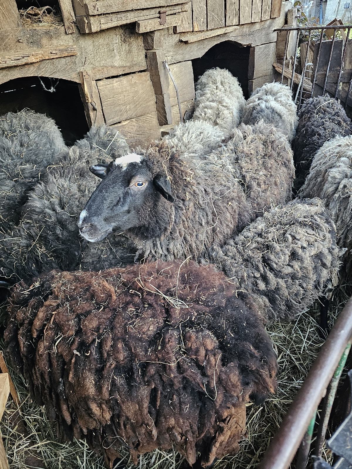 Stado romanovski ovci