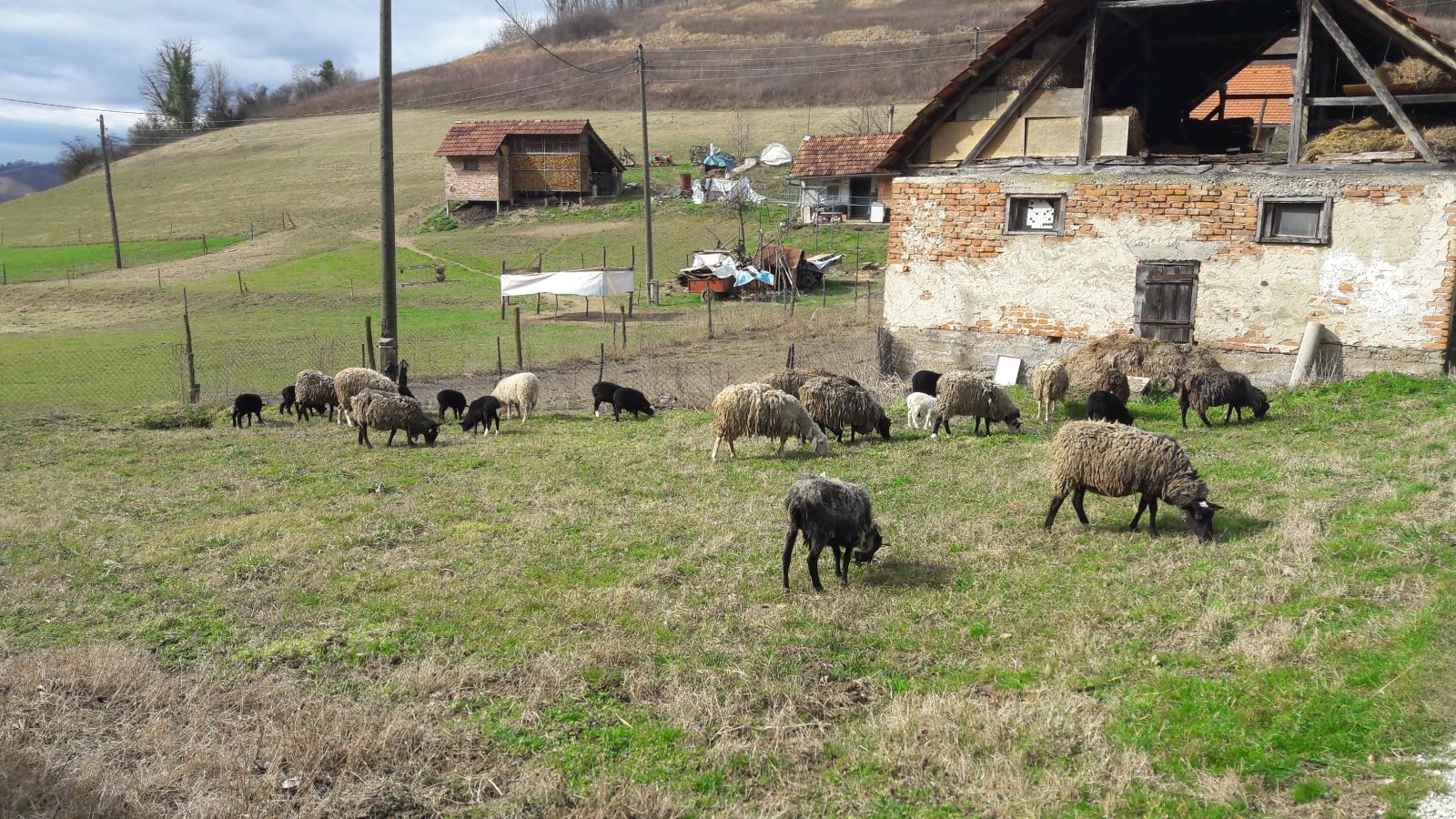 Stado romanovskih ovaca