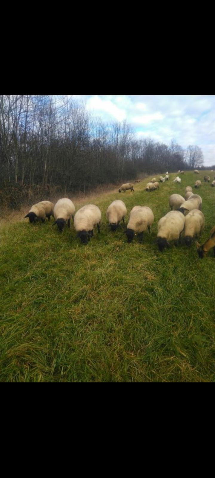 SUFFOLK ovce, siljezice,ovnici