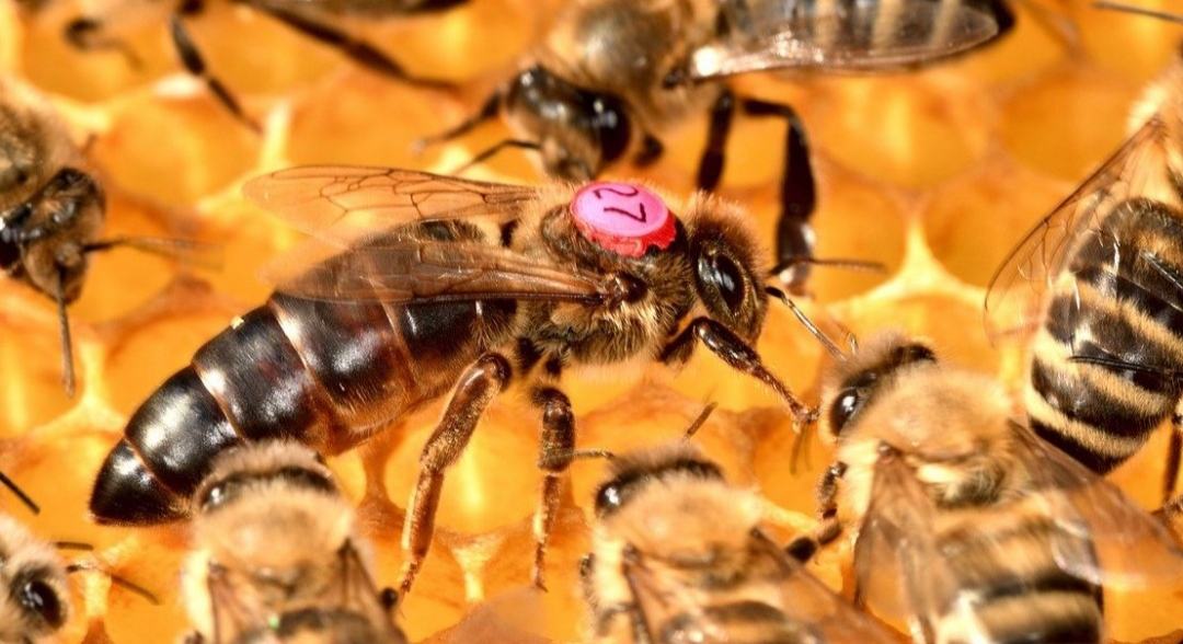 Matice pčela (mlade oplodjenim matice 2025)