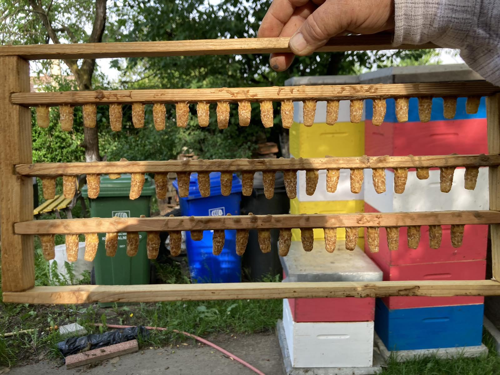 MATICE PČELA, SELEKCIONIRANE PČELINJE MATICE