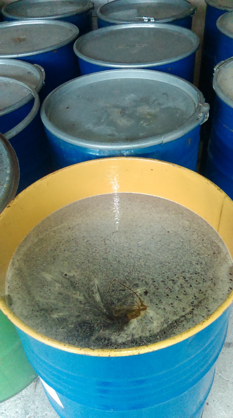 MED ŠUMSKI BAGREM KESTEN CVJETNI AMORFA