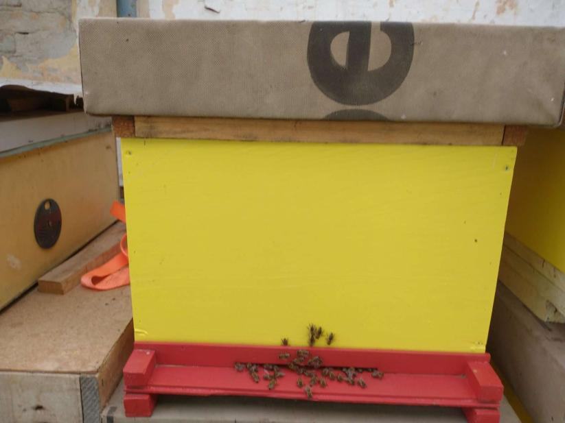 Mlada pčelinja društva na LR okvirima i rodna voja košnicama