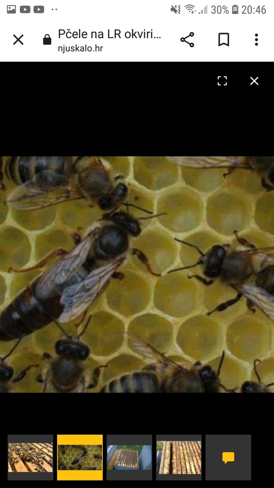 Pcele na lr okvirima 100e zajednica