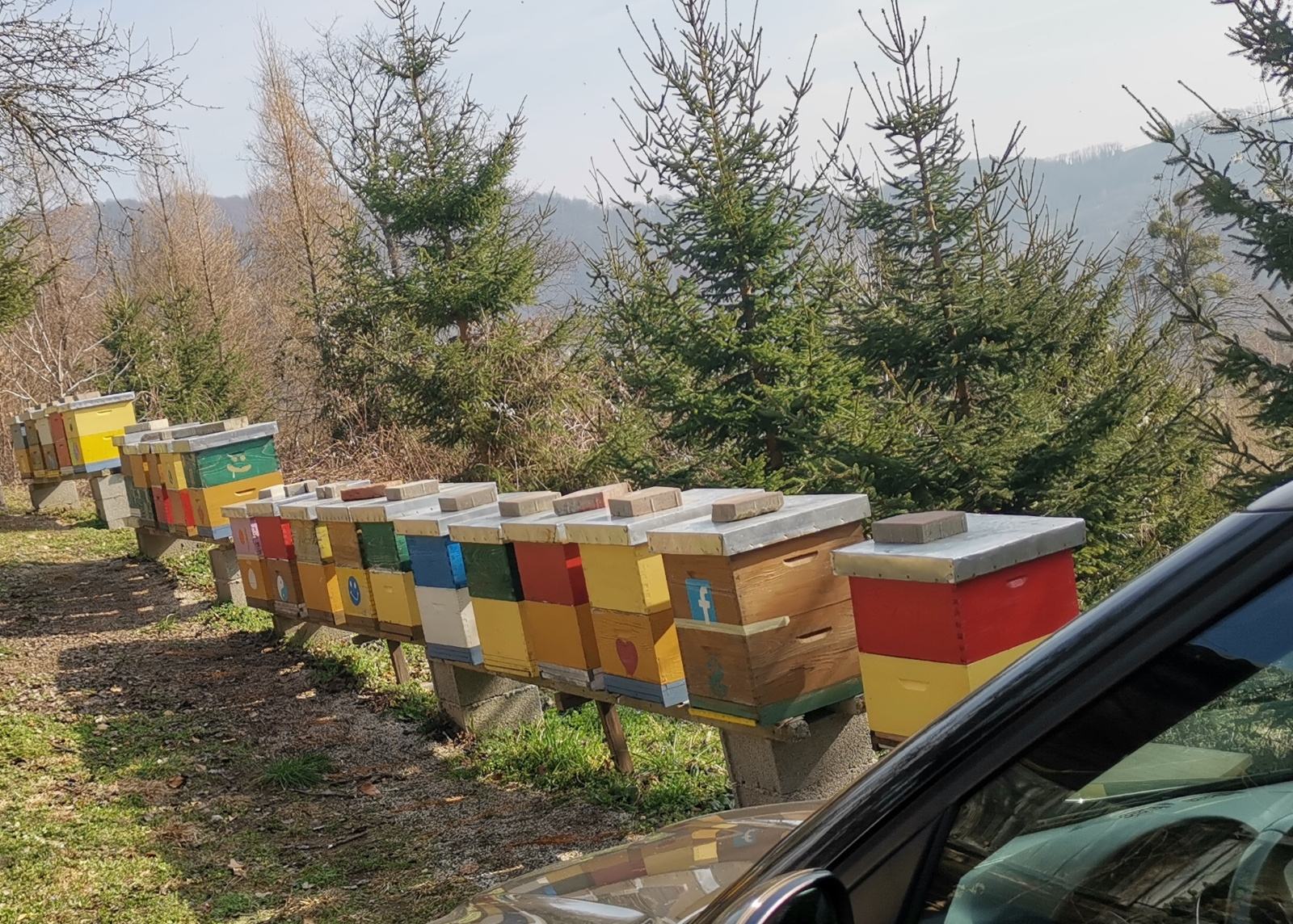 Pčele na okvirima ili košnica sa pčelama