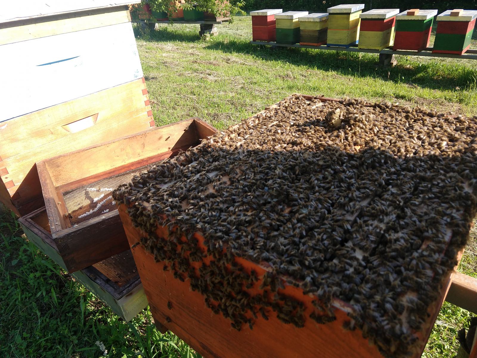 PČELE, PČELINJE ZAJEDNICE