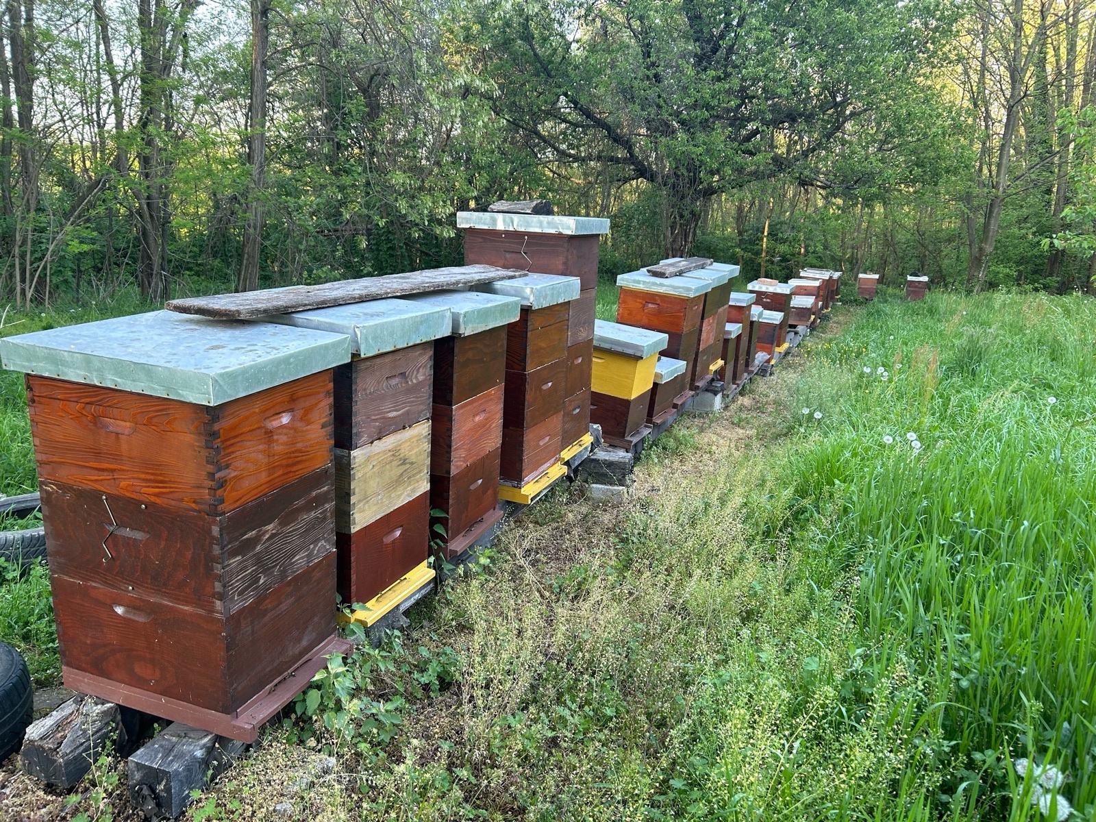 Pcele i legla na LR okvirima