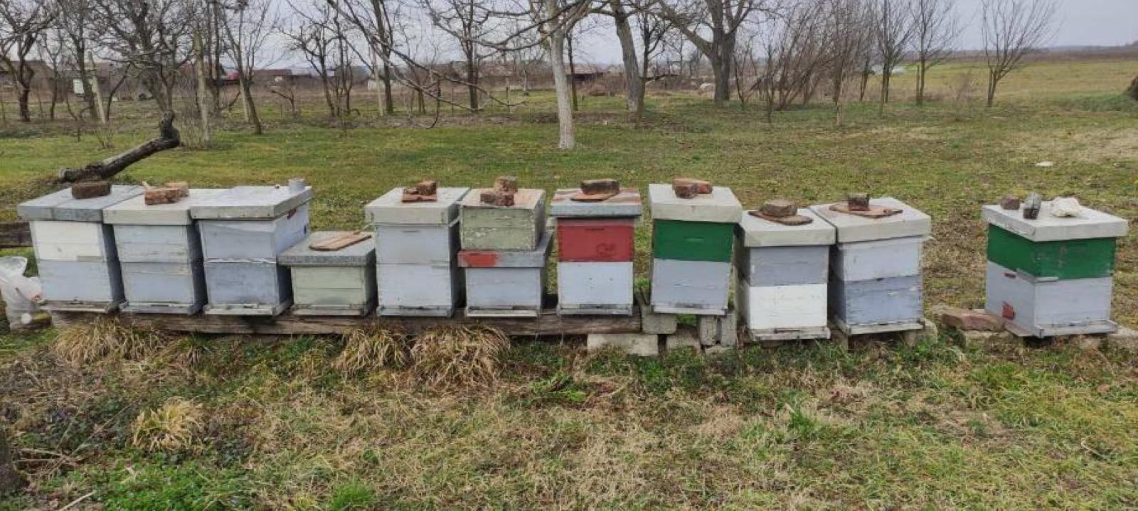 Pčelinje zajednice u LR košnicama