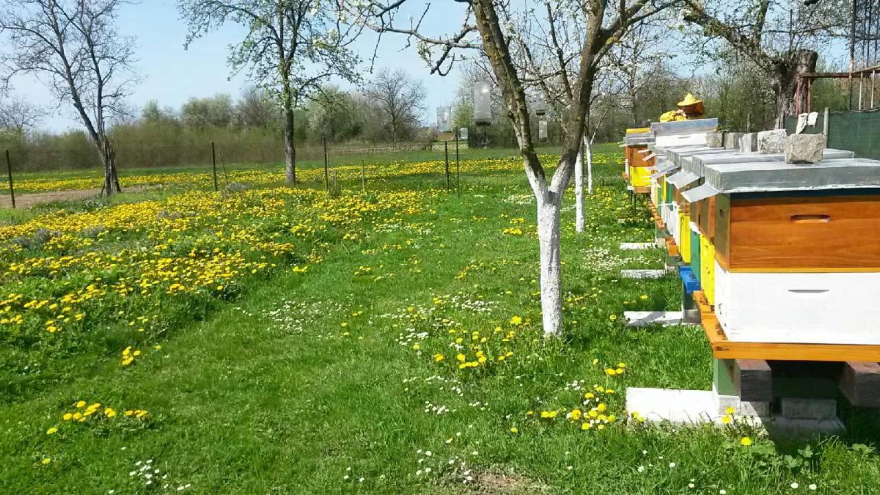 Prodaja pčela