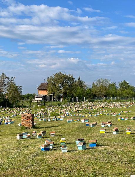 Prodaja selekcioniranih matica pčela (pčelinje matice)