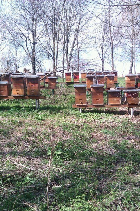 Prodajem izgrađene sače za rodna voja košnice