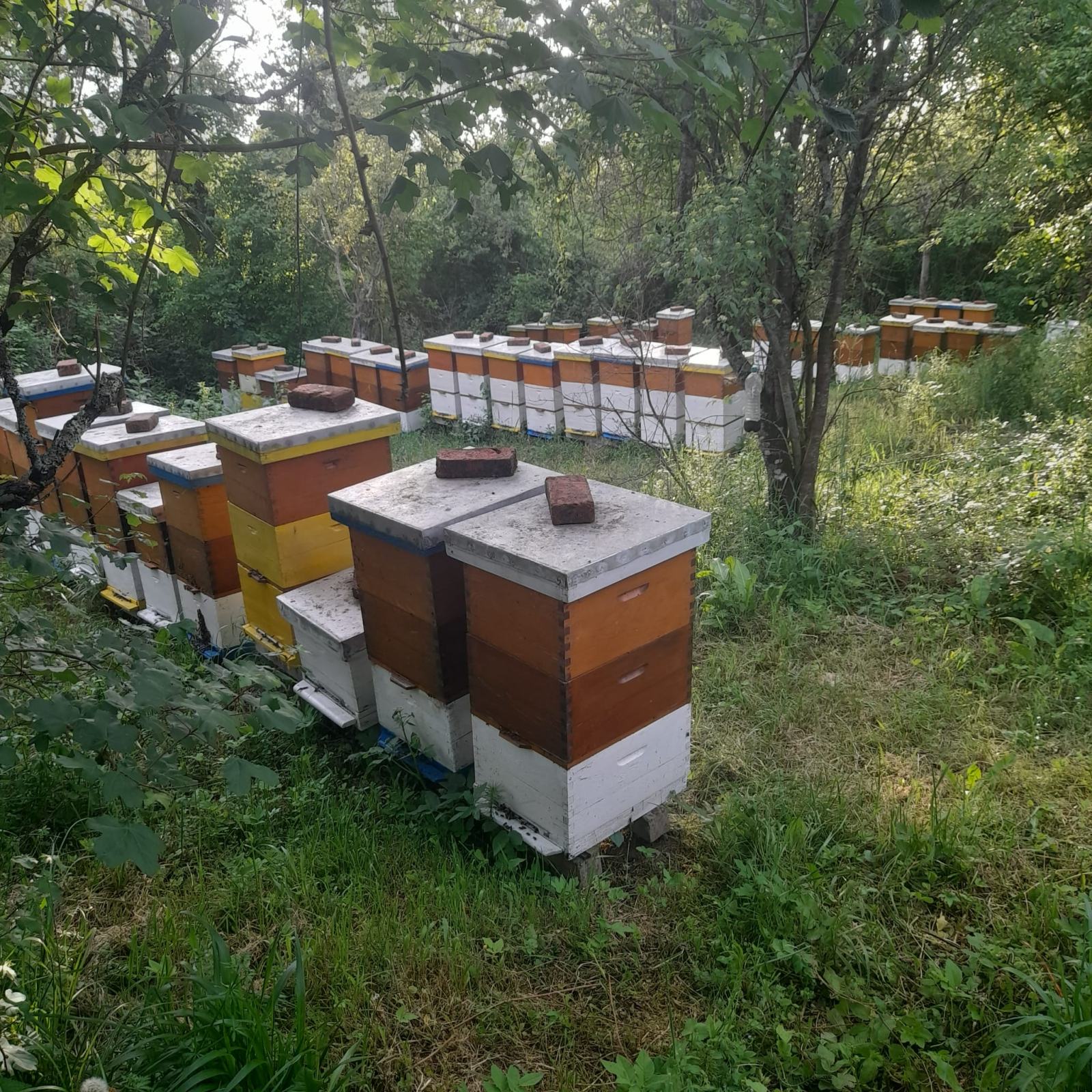 Prodajem pčele na LR okvirima!