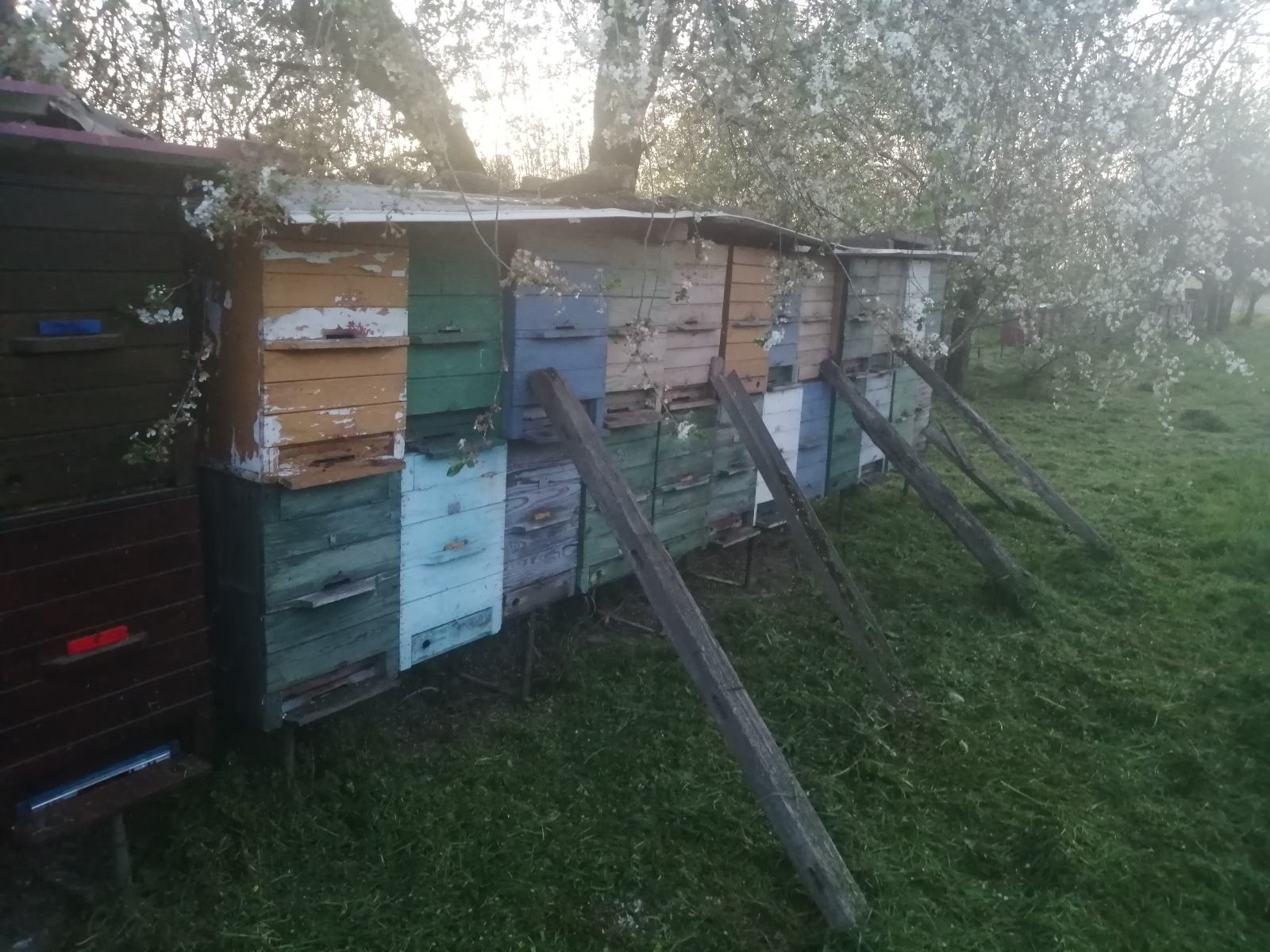 Komplet Až košnice (10 okvirne) s pčelama ili pcele na ramama