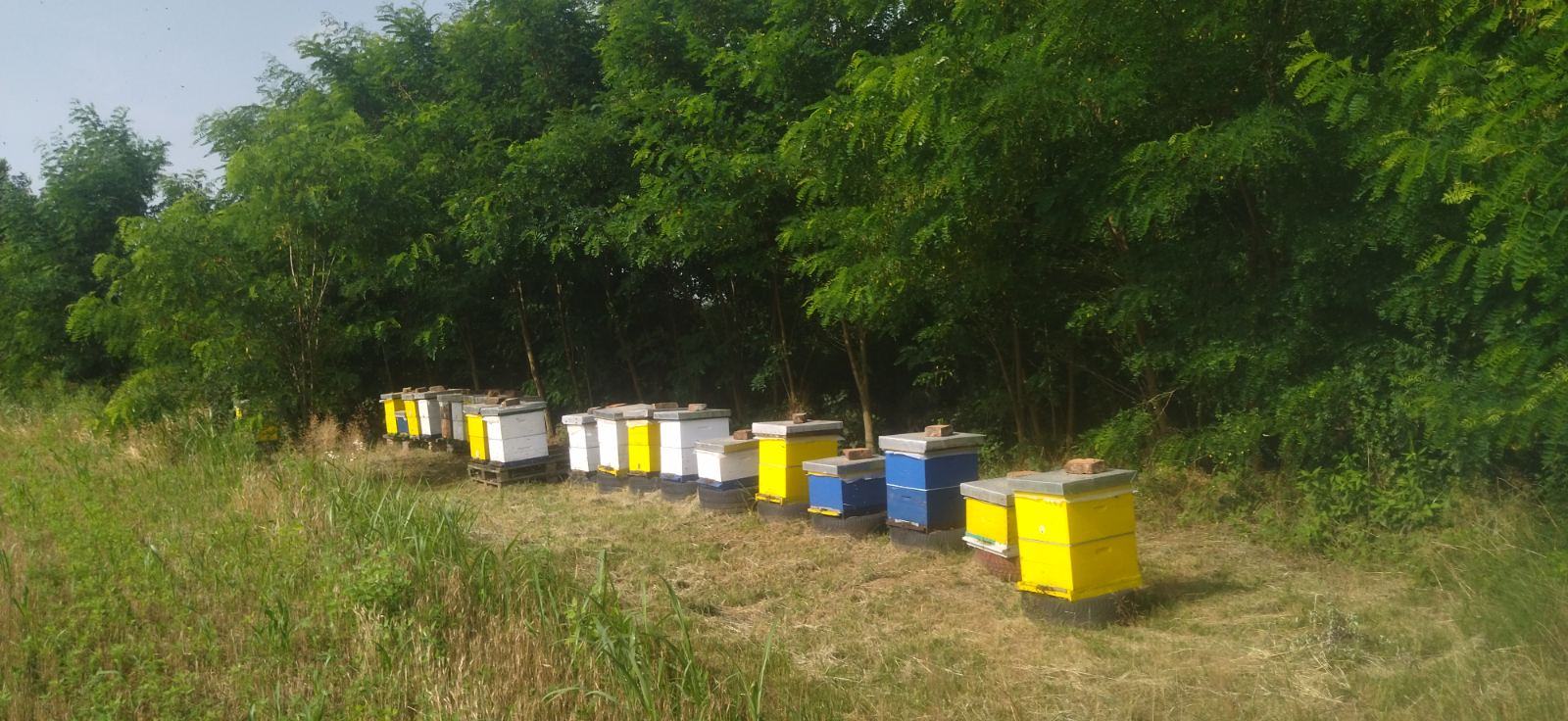 Prodajem pčelinje zajednice