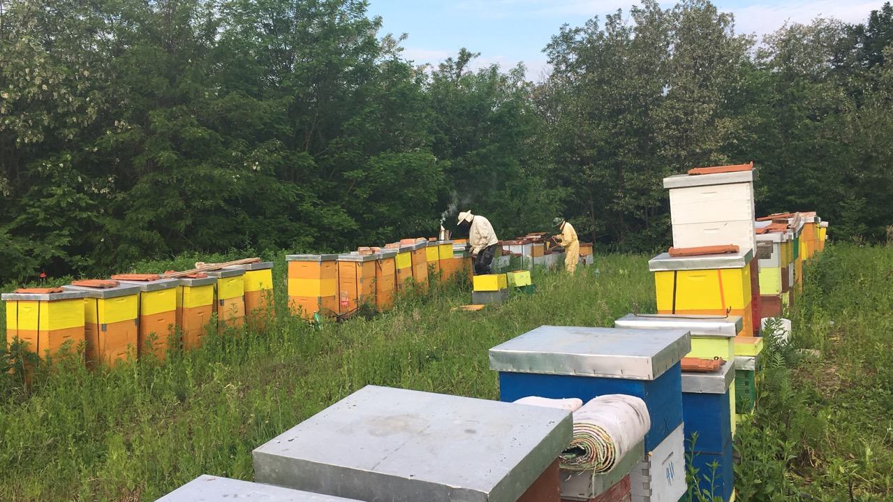 Prodajem pčele, košnice