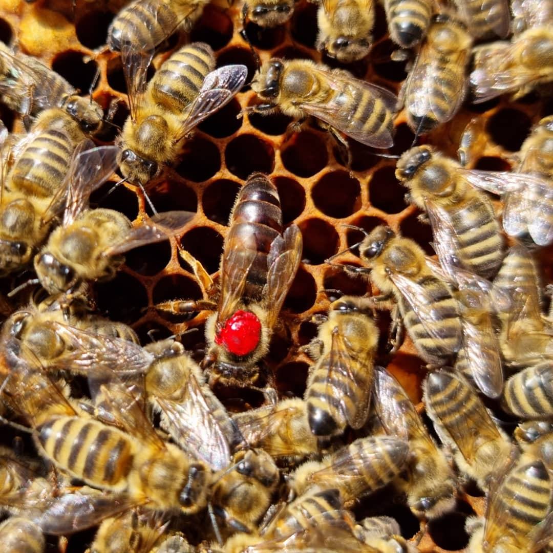 PRODAJEM VISOKOKVALITETNE SELEKCIONIRANE PČELINJE MATICE,MATICE PČELA