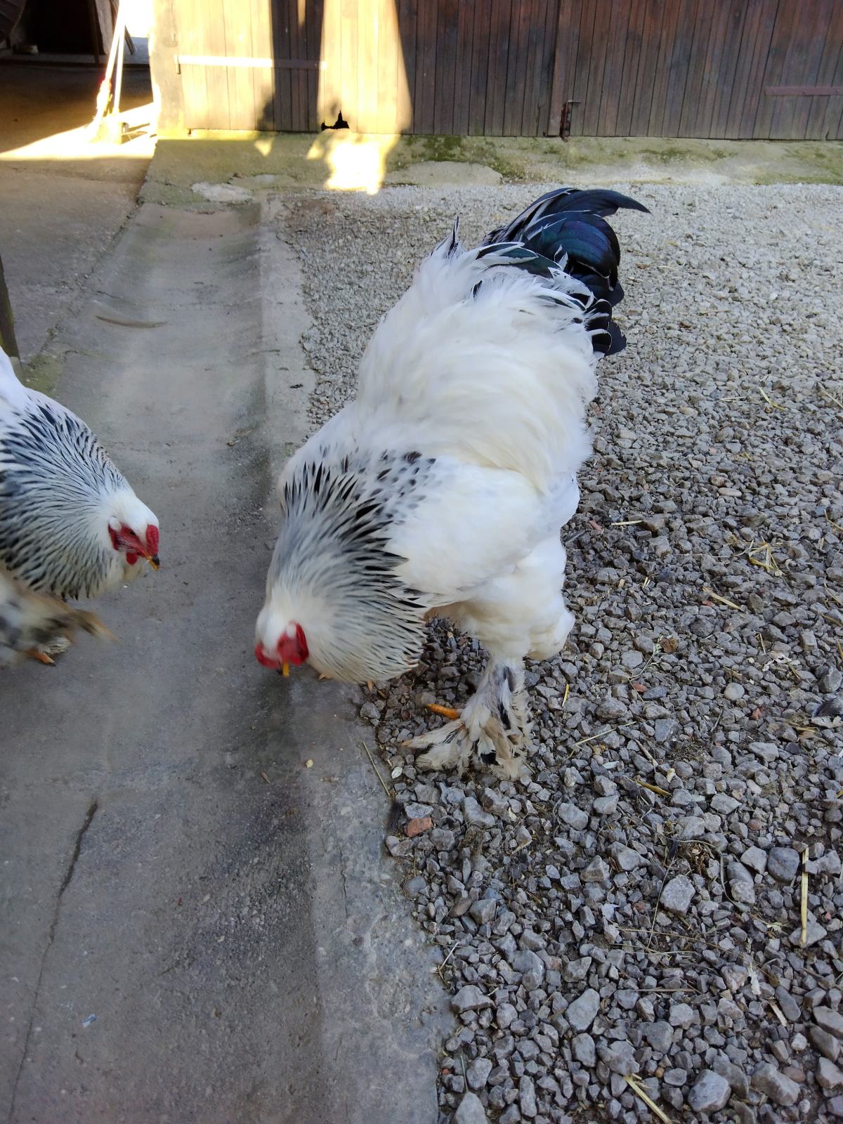 Američka brama pjevac