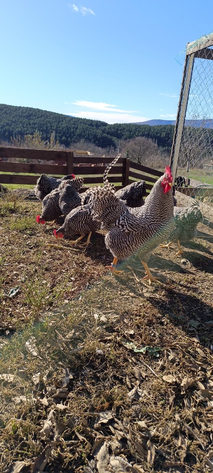 Amrock jaja za nasad