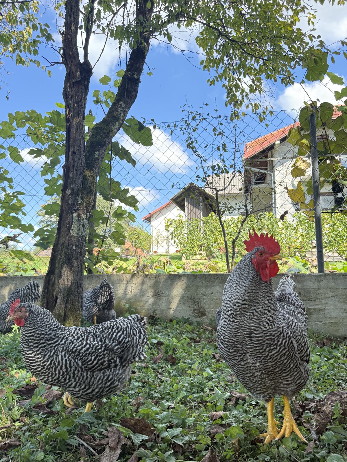 Amrock - jaja za nasad