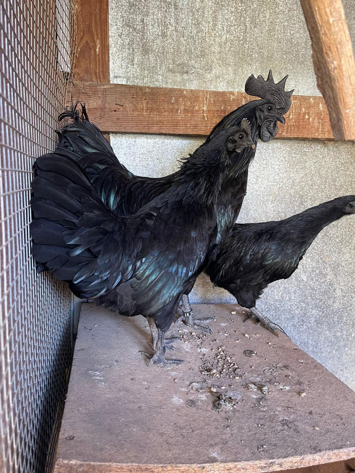 AYAM CEMANI