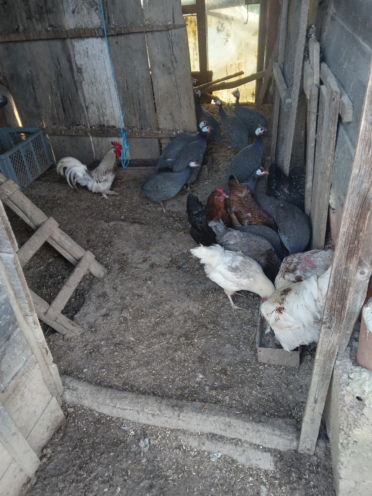 biserka, perlinka, morska kokoš