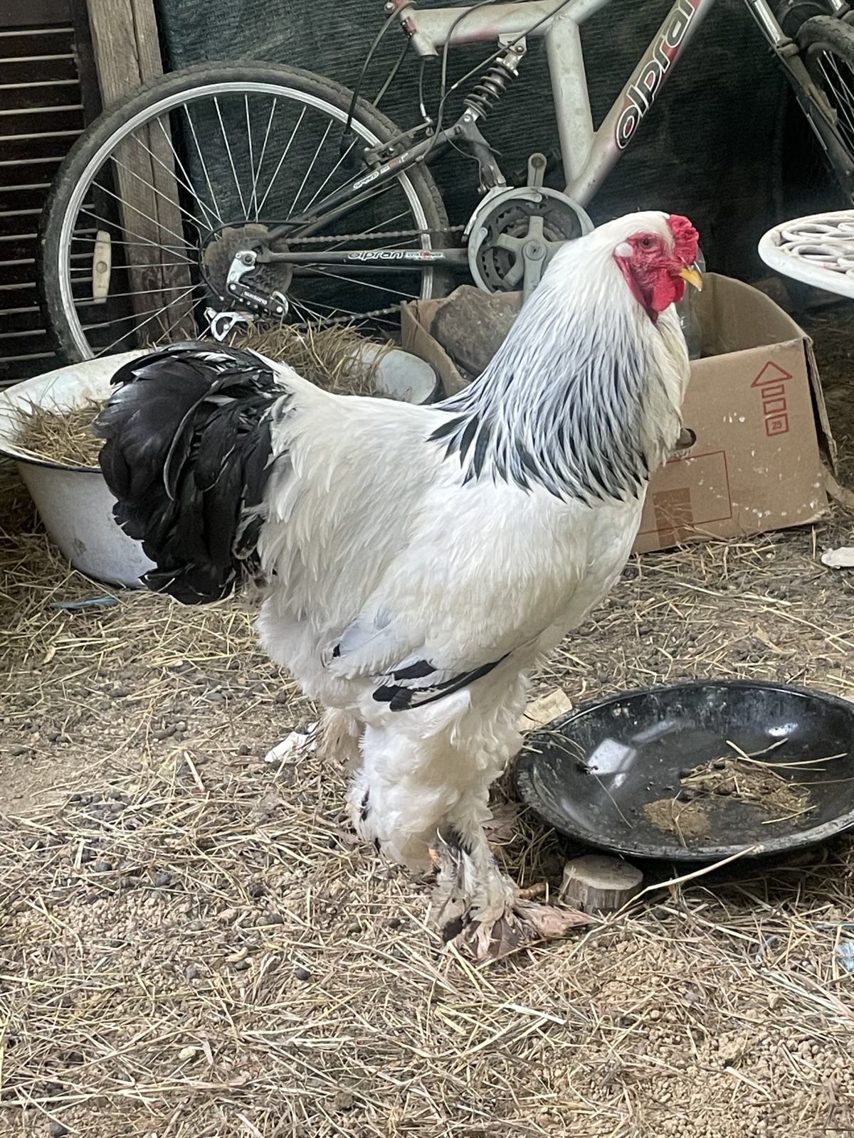 Brahma / Brama Pijetao