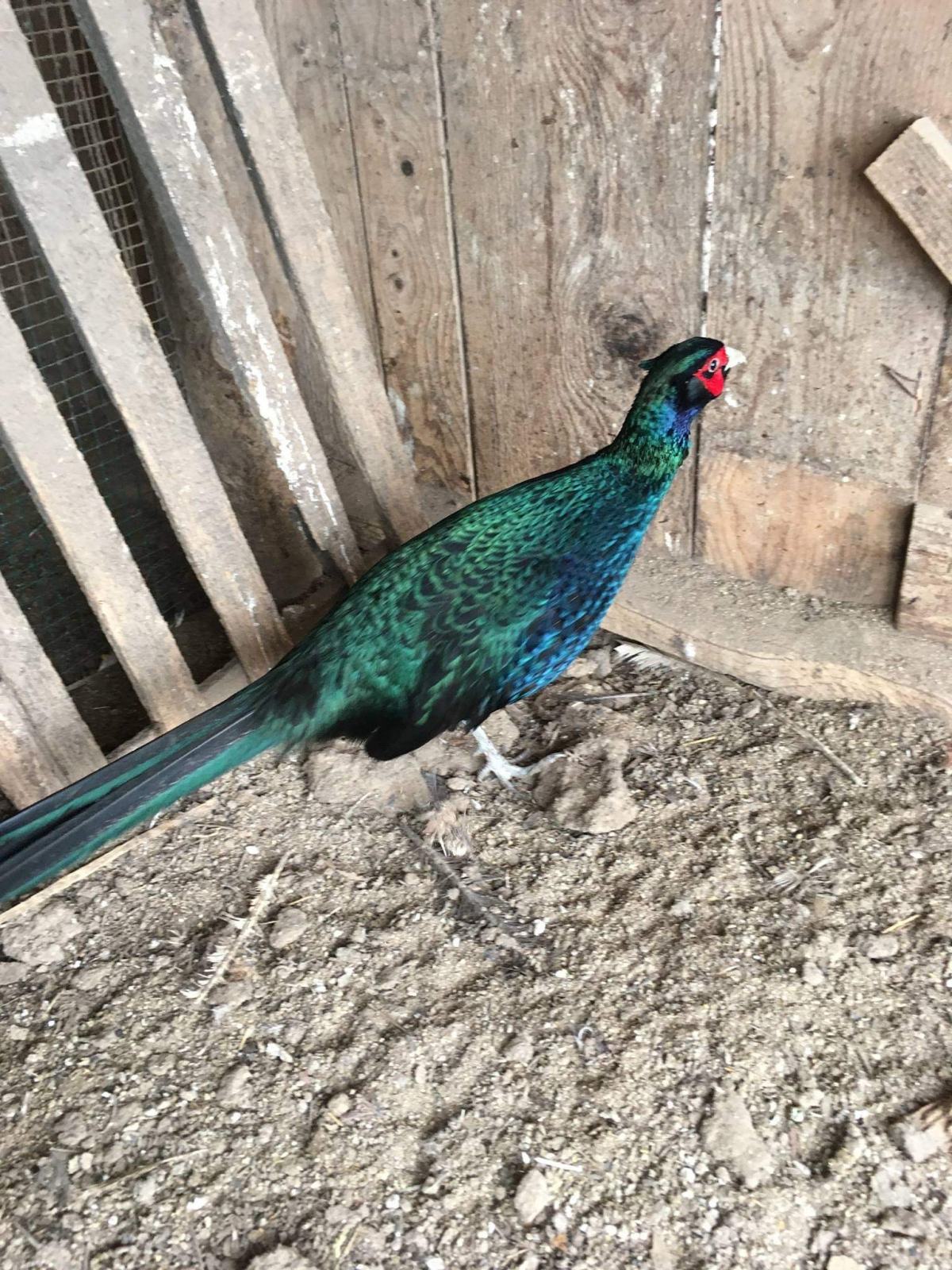 Fazan crni lovni, divlji