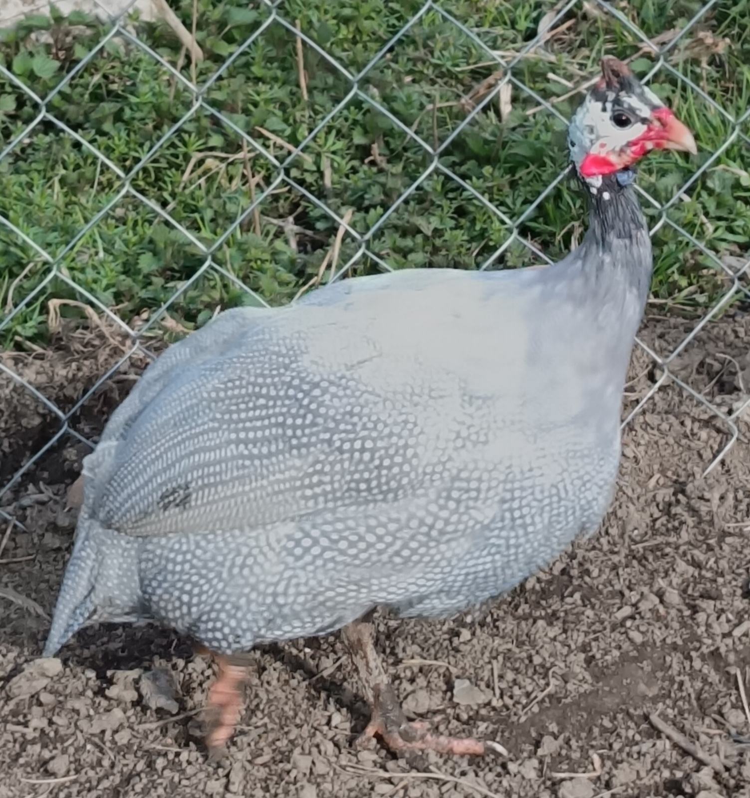 Čukljaka,Biserka(MUŠKI)