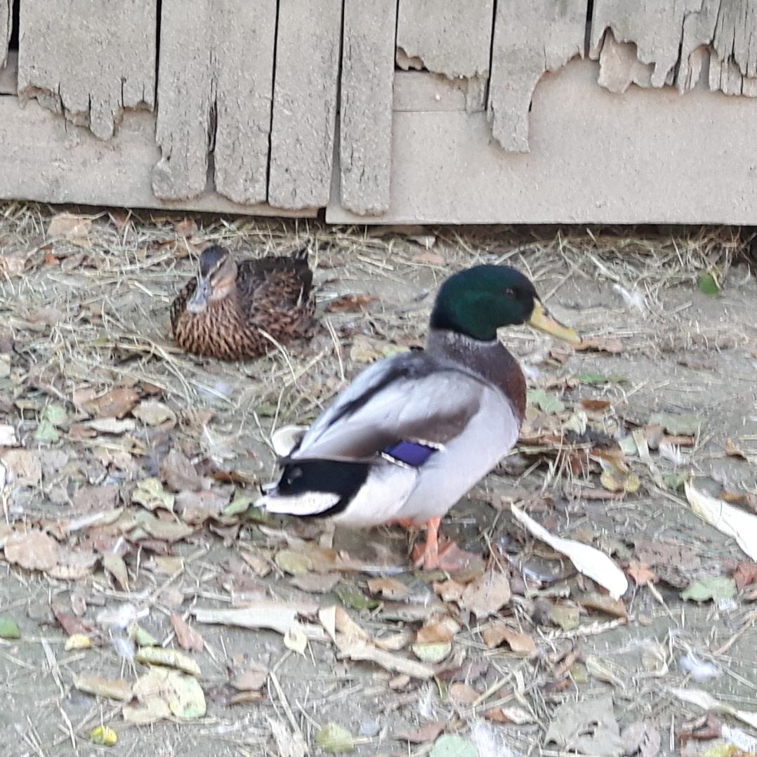 Divlje patke iz domaćeg uzgoja